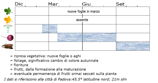 Erica arborea | un albero al giorno