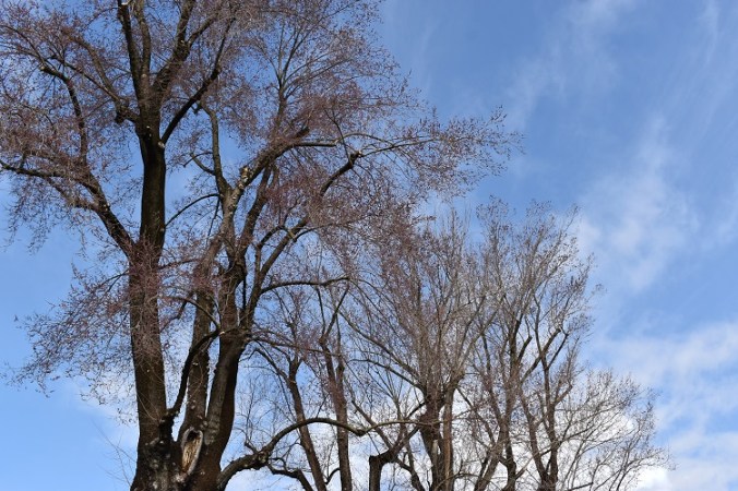 Ulmus pumila – Olmo siberiano | un albero al giorno