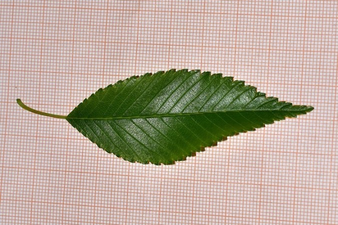 Ulmus pumila – Olmo siberiano | un albero al giorno