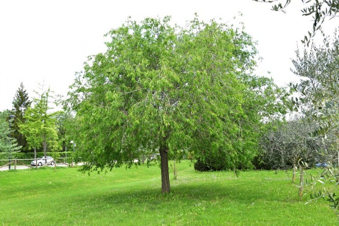 Ulmus pumila – Olmo siberiano | un albero al giorno