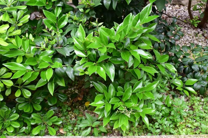 Ligustrum japonicum – Ligustro giapponese | un albero al giorno