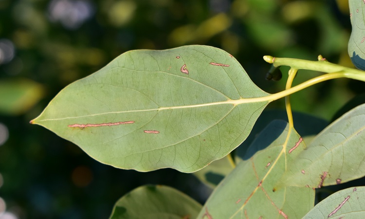 Cinnamomum camphora – Albero della canfora | un albero al giorno