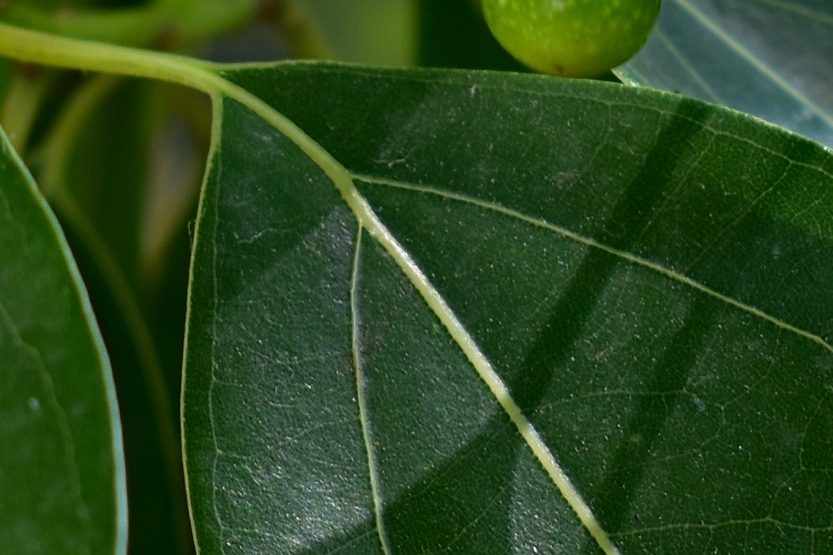Cinnamomum camphora – Albero della canfora | un albero al giorno