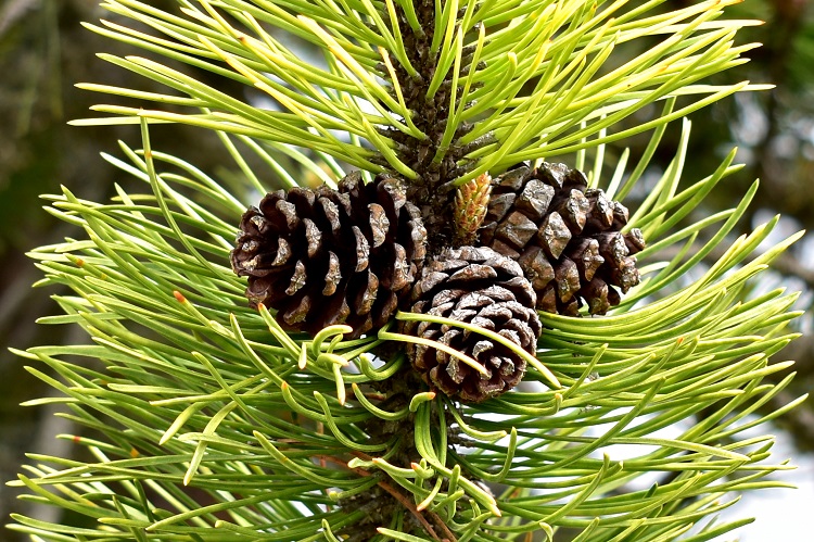 Come distinguere i Pini | un albero al giorno