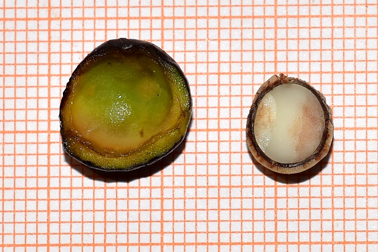 Cinnamomum camphora – Albero della canfora | un albero al giorno