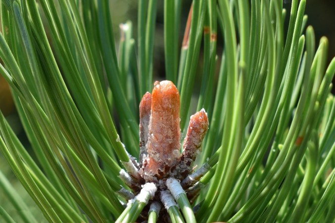 Come distinguere i Pini | un albero al giorno