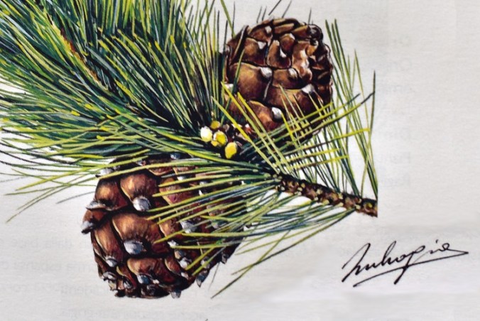 Come distinguere i Pini | un albero al giorno