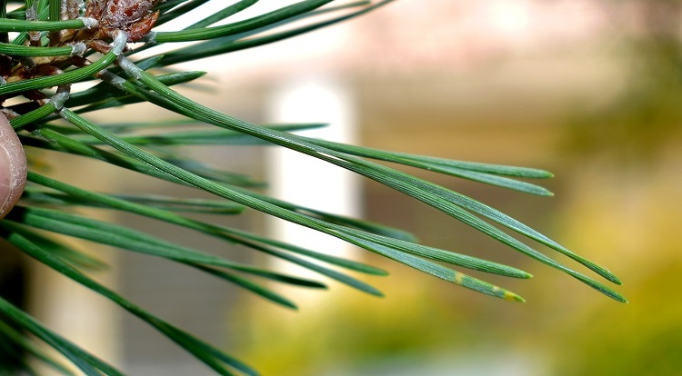 Come distinguere i Pini | un albero al giorno
