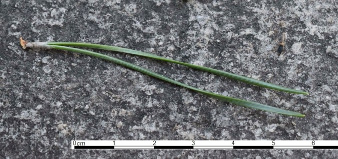 Come distinguere i Pini | un albero al giorno