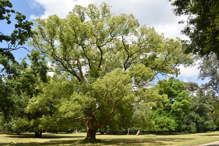 Cinnamomum camphora – Albero della canfora | un albero al giorno