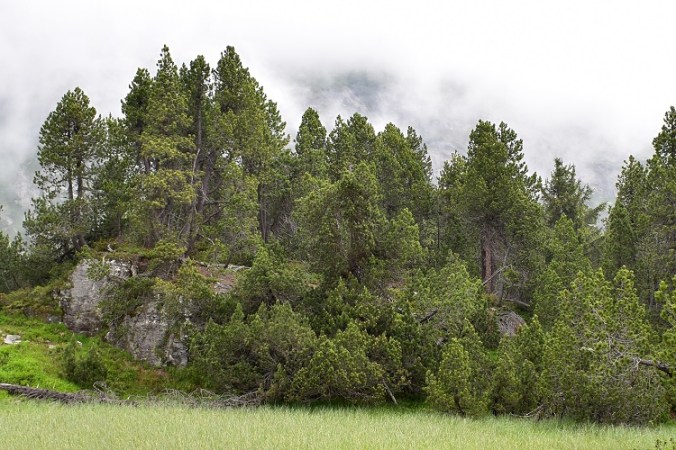 Come distinguere i Pini | un albero al giorno