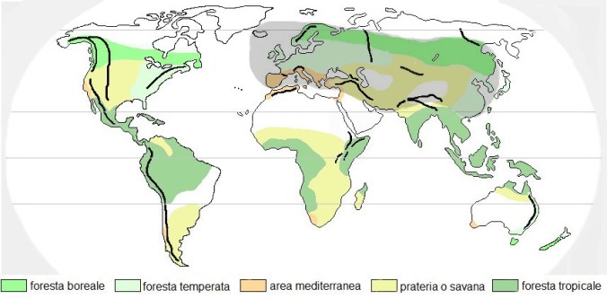 Sorbus aucuparia – Sorbo degli uccellatori | un albero al giorno