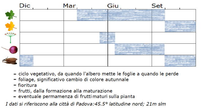 Sorbus aucuparia – Sorbo degli uccellatori | un albero al giorno