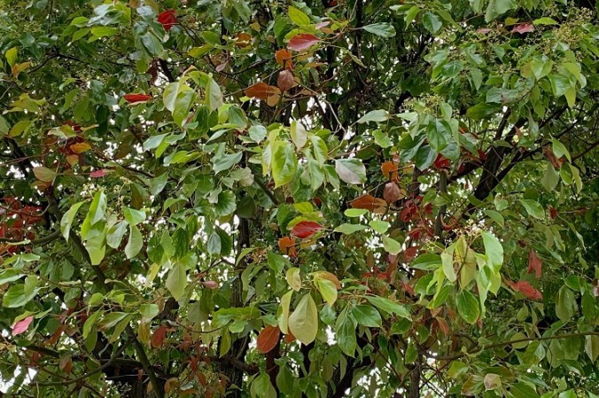 Cinnamomum camphora – Albero della canfora | un albero al giorno