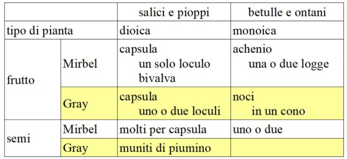 Betulaceae – La famiglia di betulle e ontani | un albero al giorno