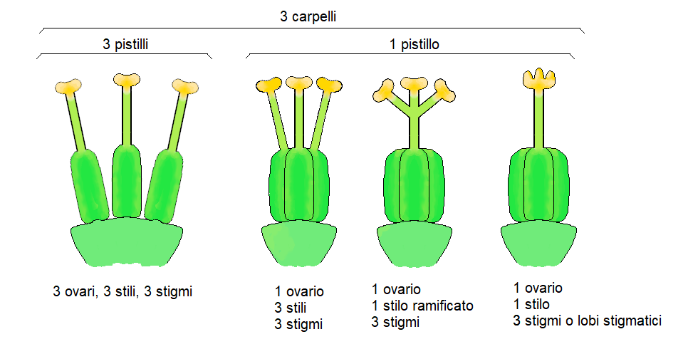 Il Gineceo e le sue parti – Per una buona definizione di Carpello | un ...