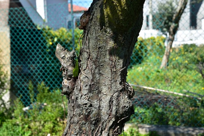 Prunus domestica – Susino o Prugno | un albero al giorno