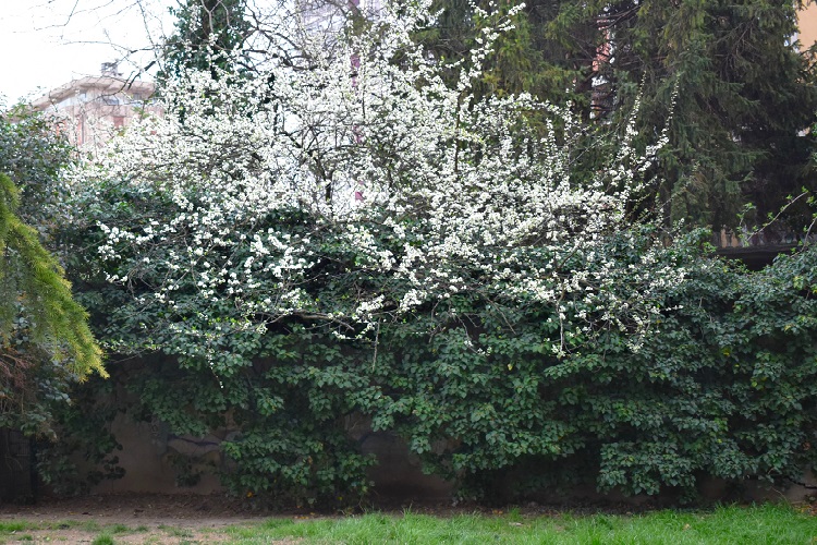 Prunus domestica – Susino o Prugno | un albero al giorno