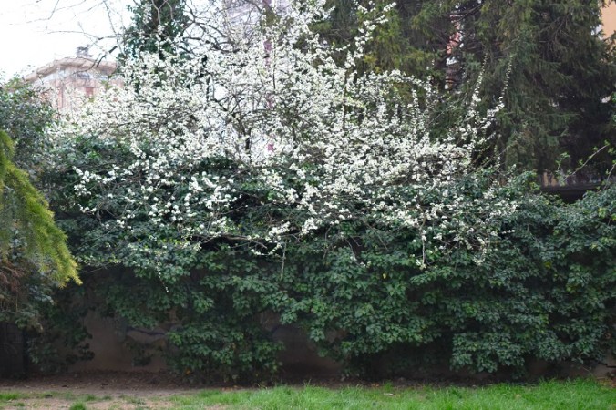 Prunus domestica – Susino o Prugno | un albero al giorno