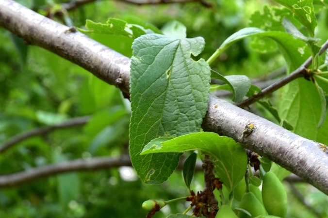 Prunus domestica – Susino o Prugno | un albero al giorno