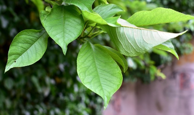 Prunus domestica – Susino o Prugno | un albero al giorno