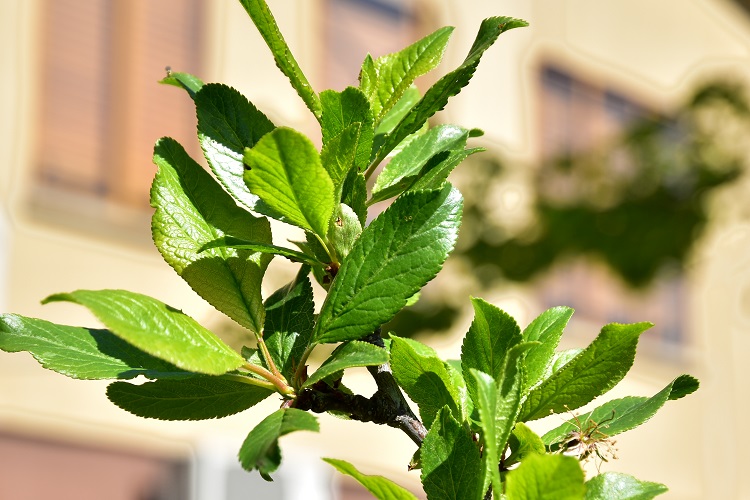 Prunus domestica – Susino o Prugno | un albero al giorno