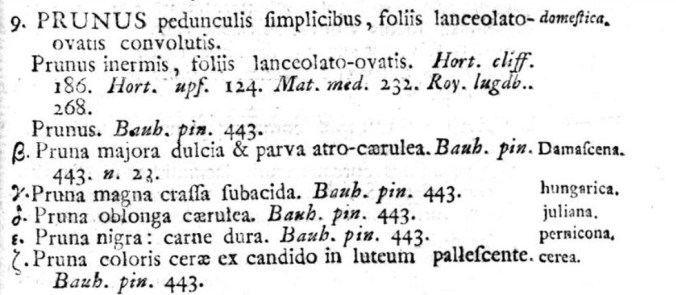 Prunus domestica – Susino o Prugno | un albero al giorno