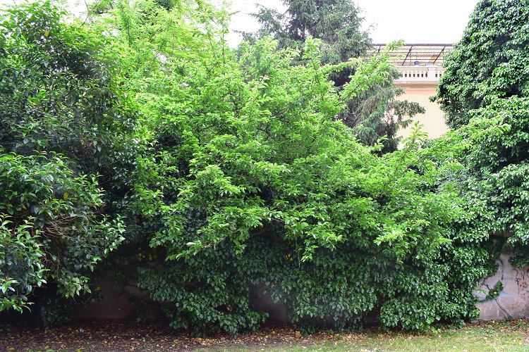 Prunus domestica – Susino o Prugno | un albero al giorno