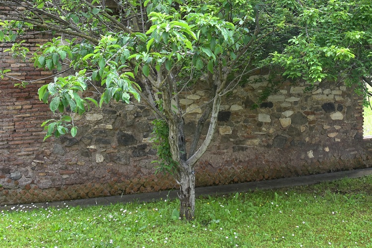Prunus domestica – Susino o Prugno | un albero al giorno