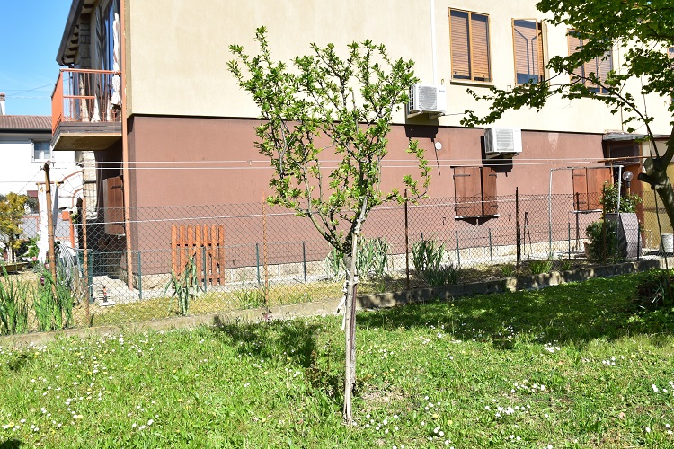 Prunus domestica – Susino o Prugno | un albero al giorno