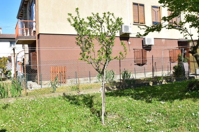 Prunus domestica – Susino o Prugno | un albero al giorno