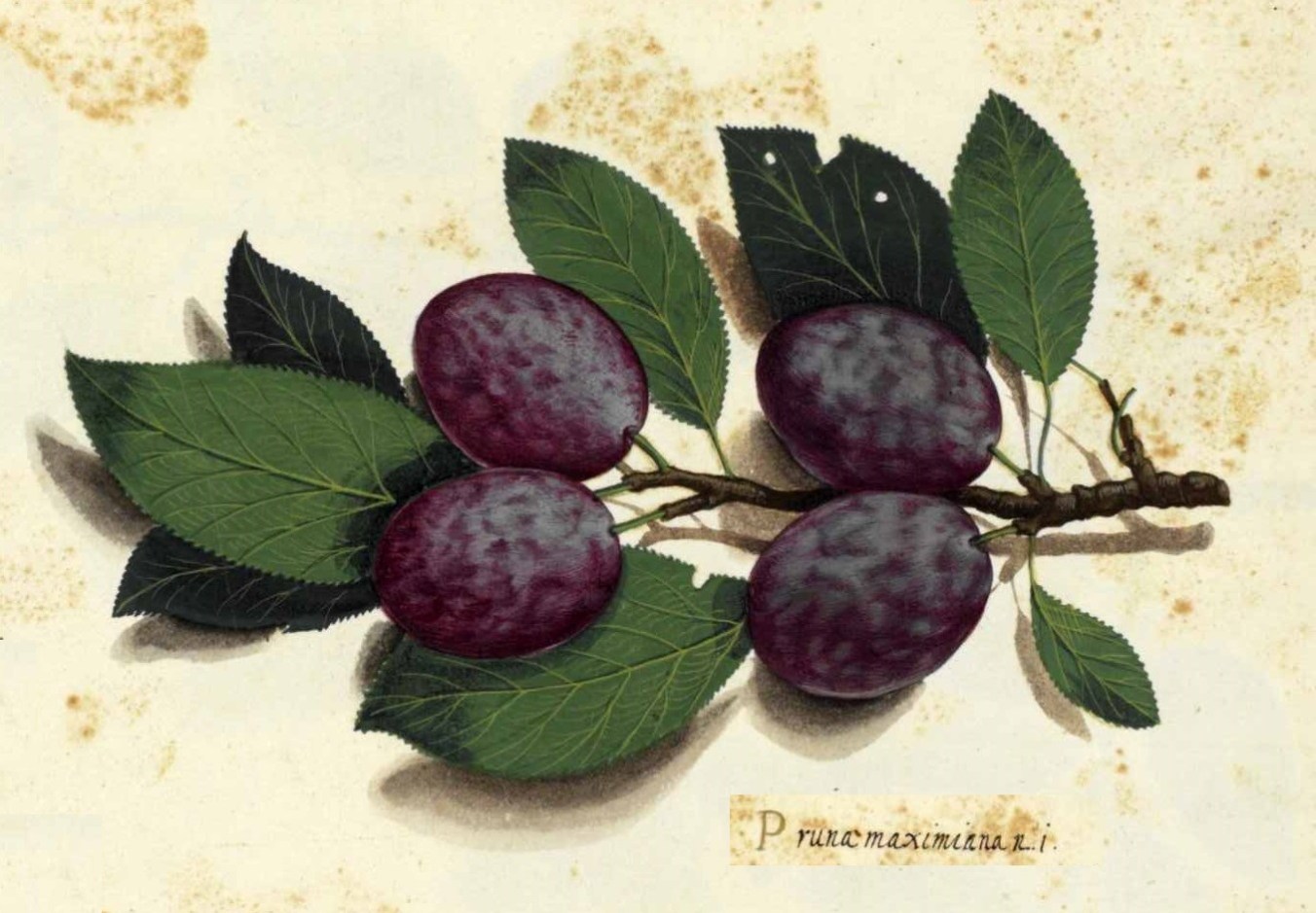 Prunus domestica – Susino o Prugno | un albero al giorno