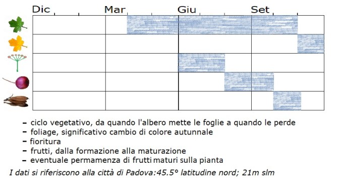 Sambucus ebulus – ebbio o sambuchella | un albero al giorno